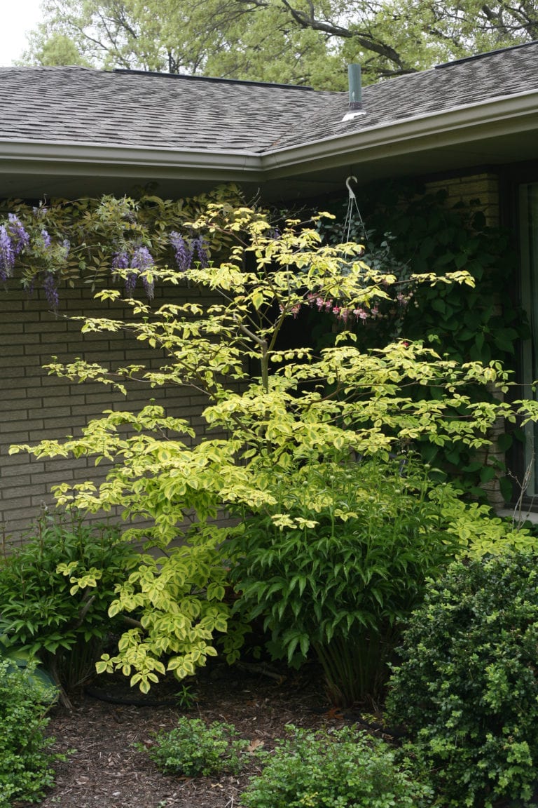 Golden Shadows® | Valkplant