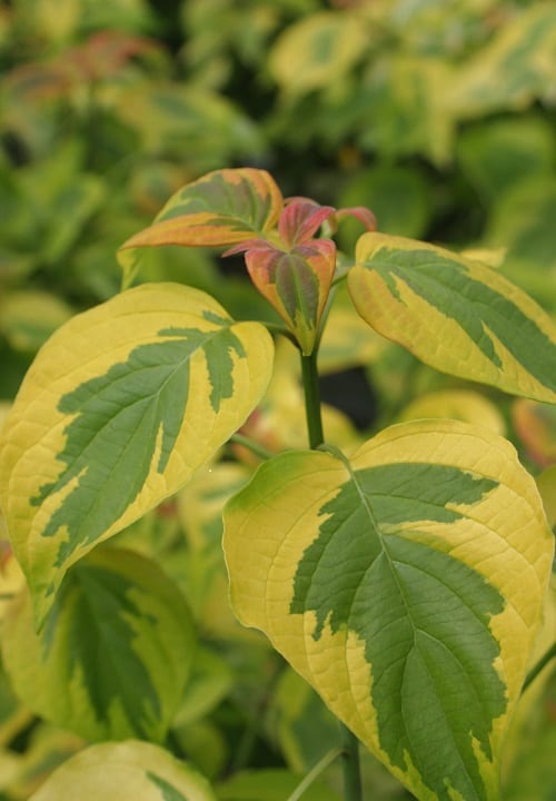 Golden Shadows® | Valkplant