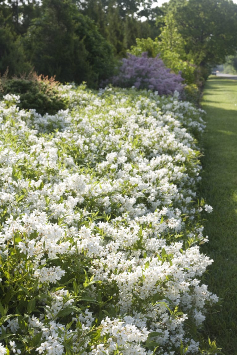 Yuki Snowflake® | Valkplant