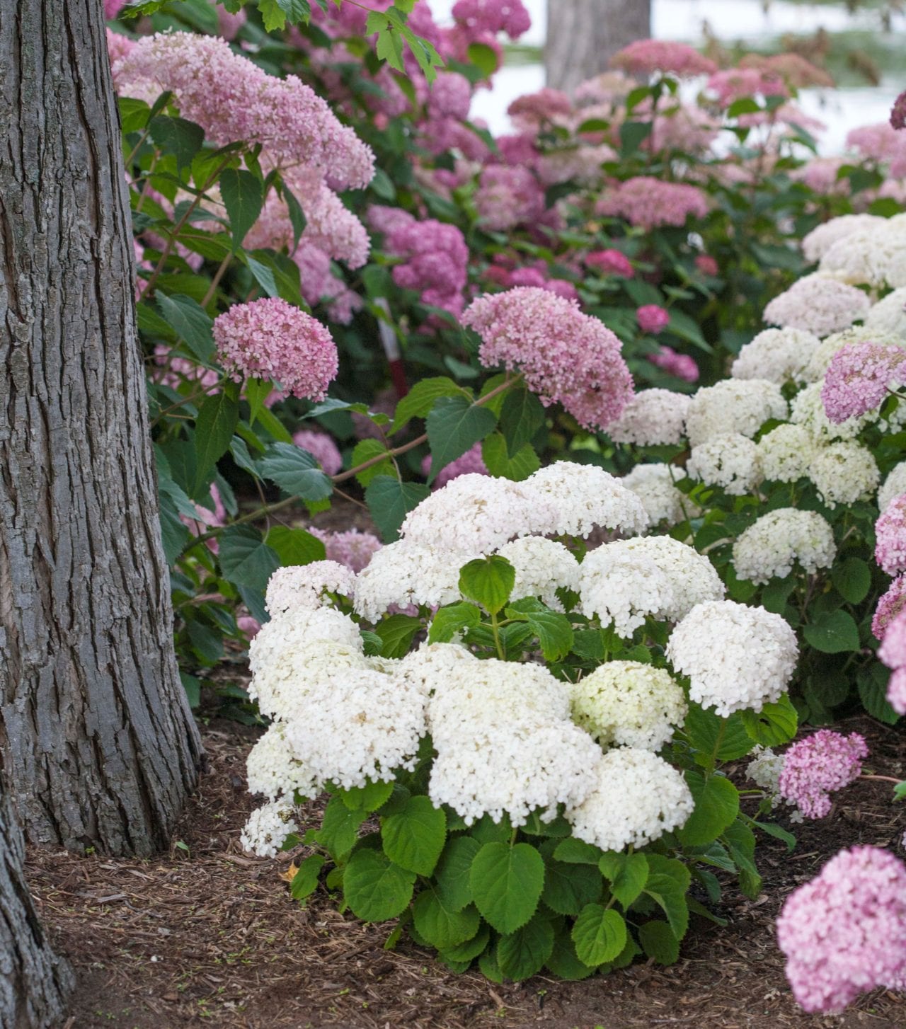 INTRODUCTION: HYDRANGEA BELLARAGAZZA® SERIES | Valkplant