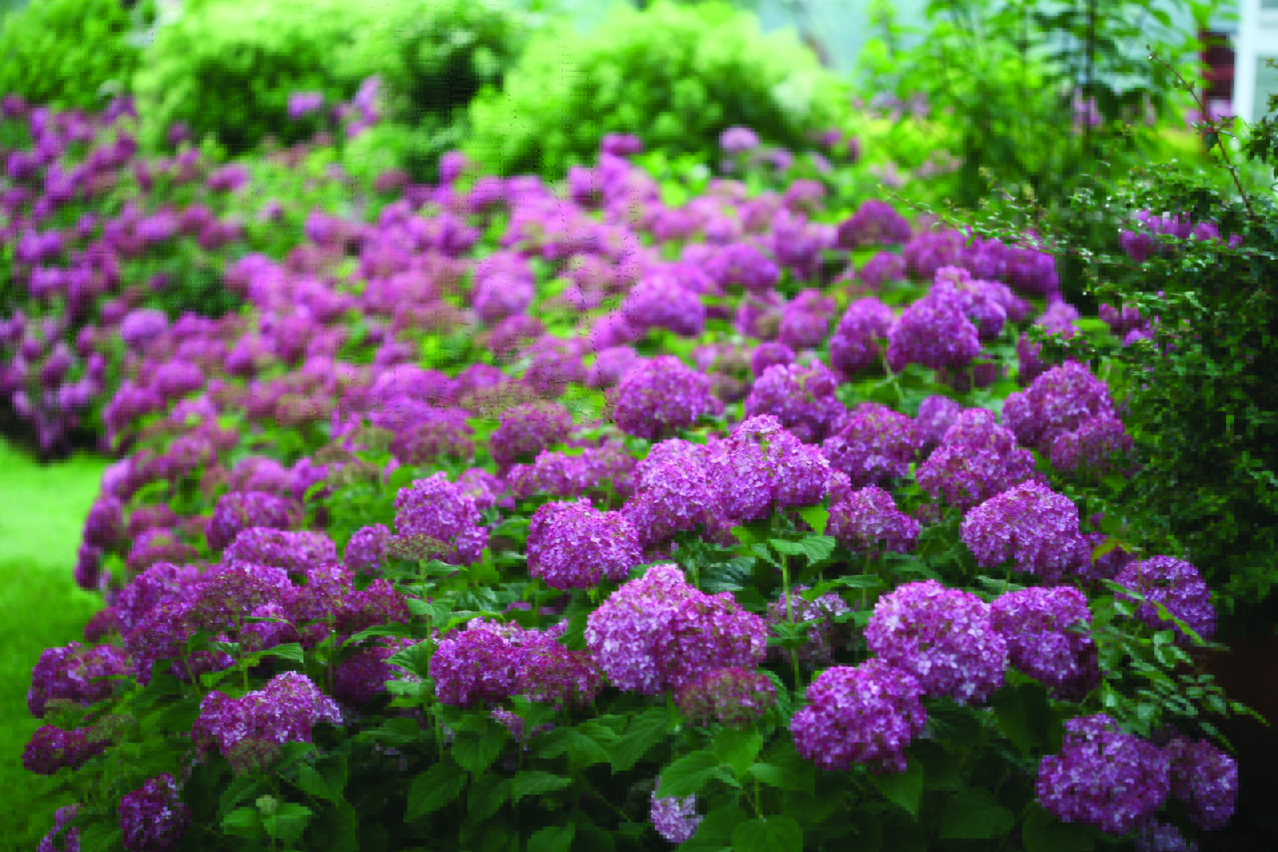 INTRODUCTION: HYDRANGEA BELLARAGAZZA® SERIES | Valkplant