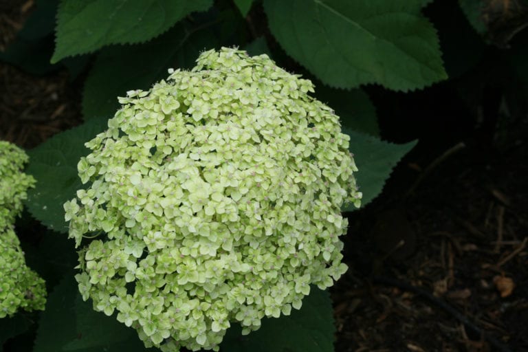 Lime Rickey® | Valkplant