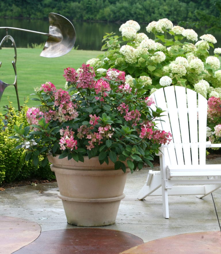 Little Quick Fire® | Valkplant