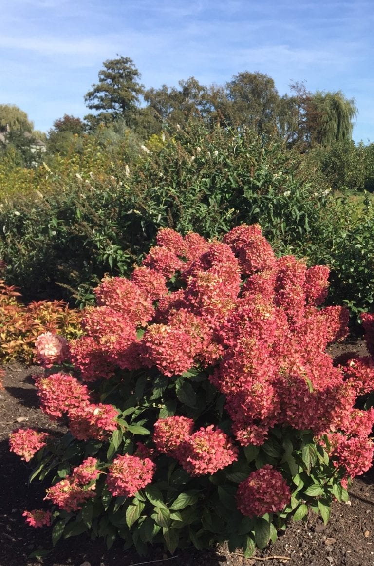 Pinkachu® | Valkplant