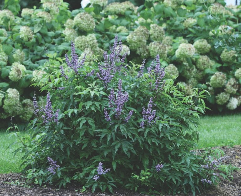 Blue Diddley | Valkplant