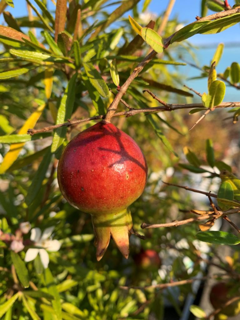 Pompommy® | Valkplant