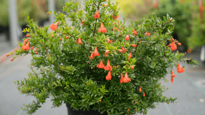 Pompommy® | Valkplant