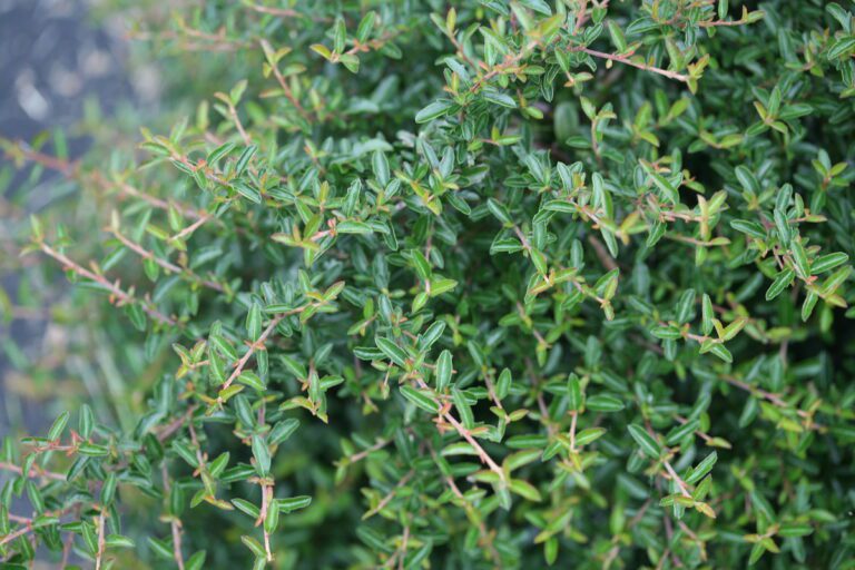 Jukebox ™ | Valkplant