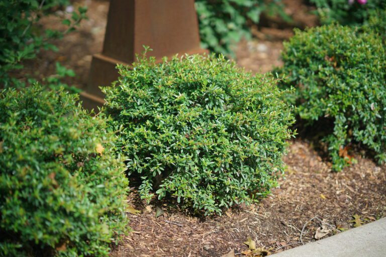 Jukebox ™ | Valkplant