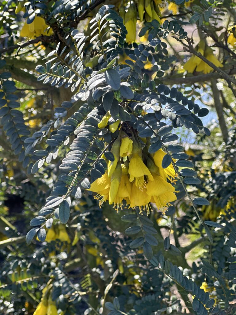 Sun King® | Valkplant