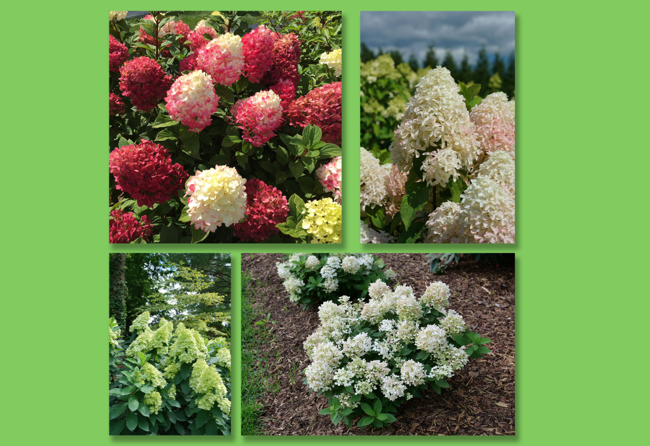 Valkplant is introducing 4 new stunning Hydrangea paniculata | Valkplant