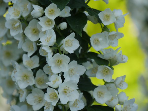 Illuminati® Tower | Valkplant