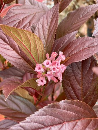 Sweet Talker® | Valkplant