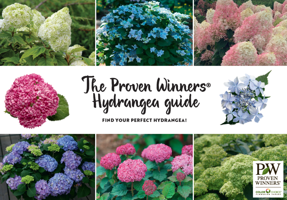 The Proven Winners® Hydrangea guide now available in 7 languages ...